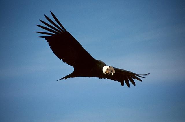 Sierra Nevada: deux condors andins morts, intoxiqués au carbofuran