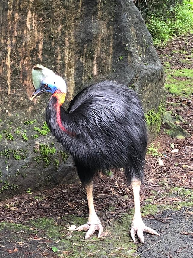 Le casoar à casque, l’oiseau le plus dangereux au monde