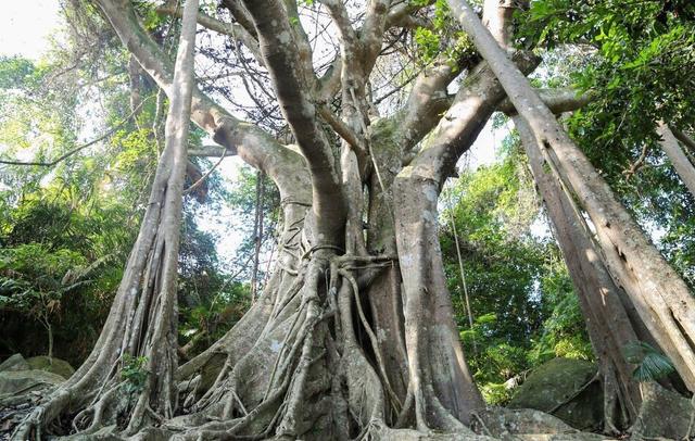 Au Vietnam, un arbre titan nommé banian…