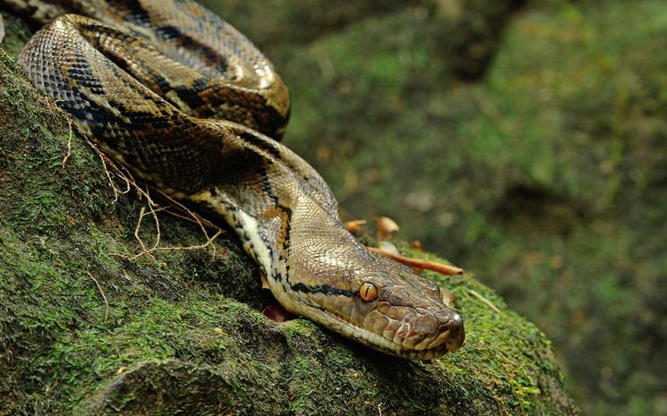 La Thaïlande abrite plus de 240 espèces de serpents