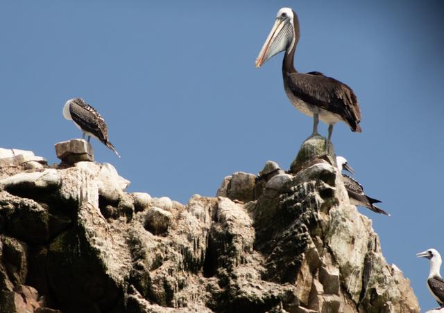L’histoire de l’exploitation du guano : un véritable « or blanc