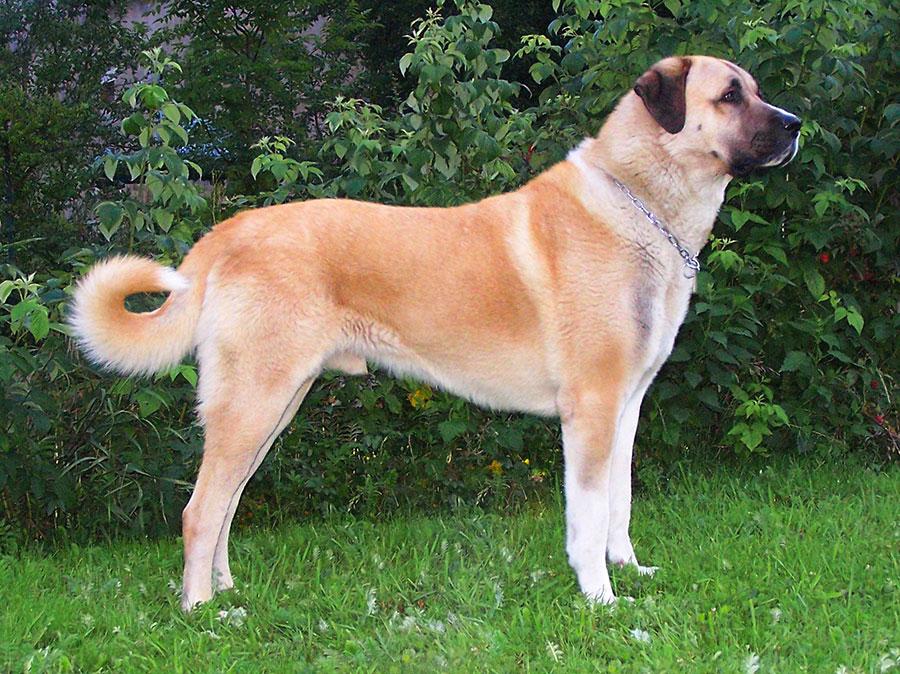 KANGAL, MALAKLI…- Découvrez les races de chiens originaires de Turquie