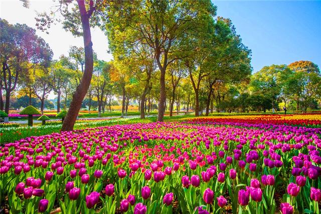 12 parcs à visiter à Shanghai