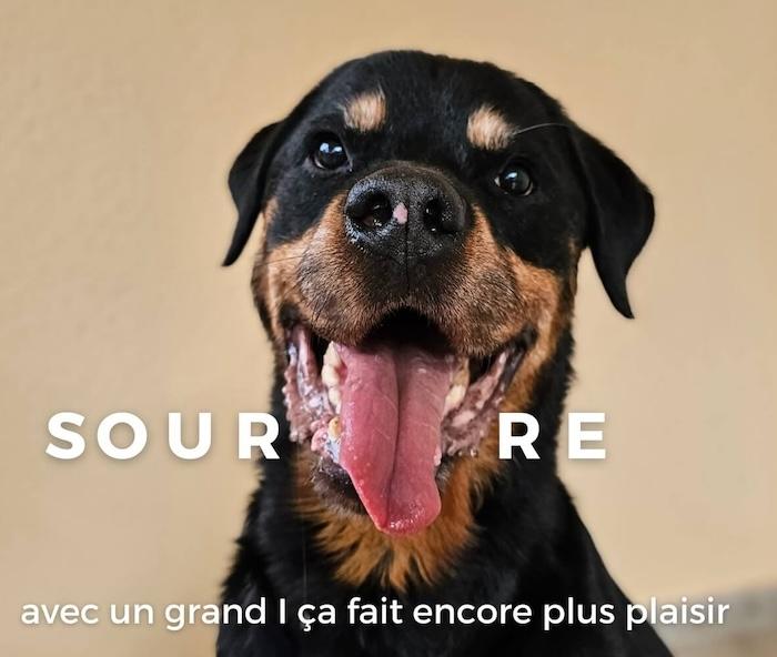 Esprit Dog : une aventure canine de Paris à Valencia