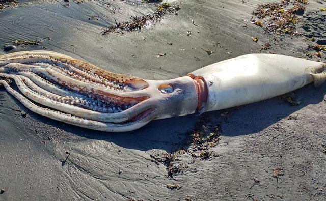 Un calamar géant de 4,50 mètres s’est échoué à Wellington